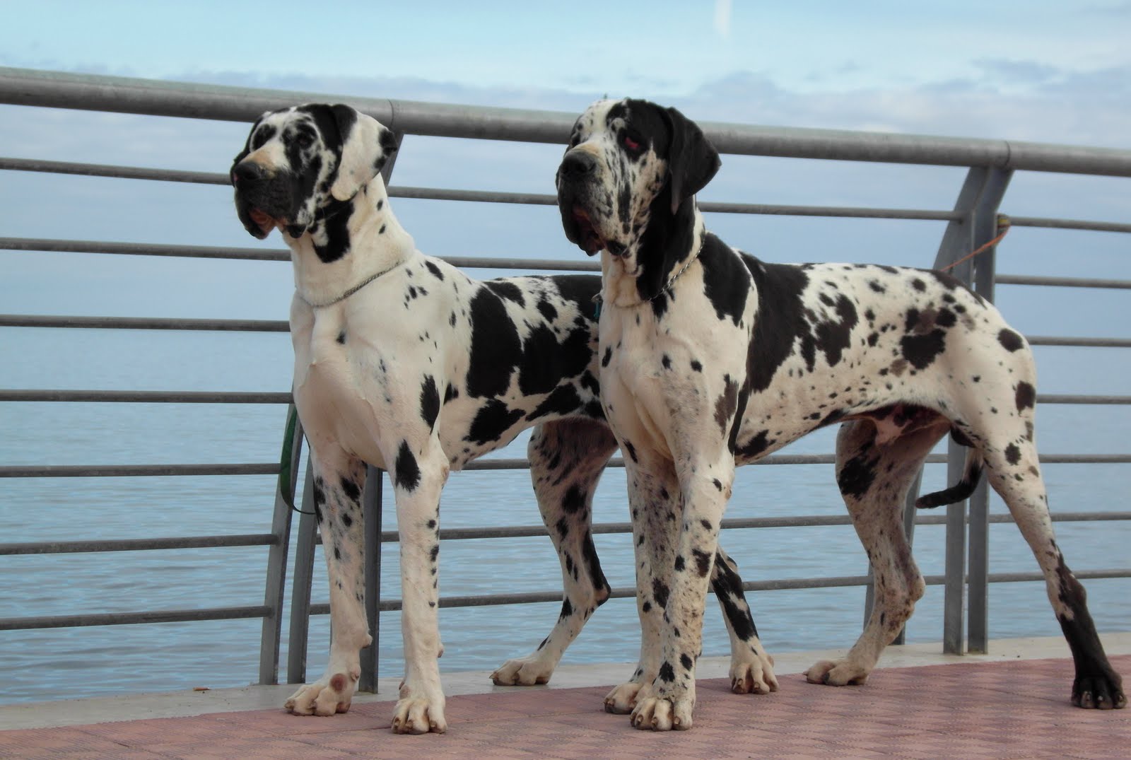 Alano Arlecchino: Razza - Descrizione - Carattere - Cuccioli - Foto ...