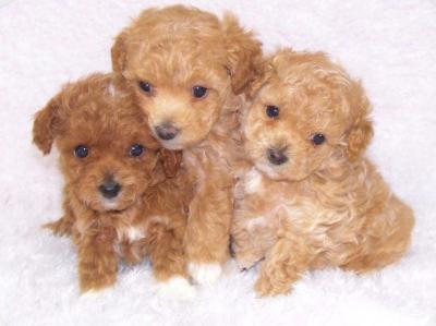 Barbone Toy: Razza - Descrizione - Carattere - Cuccioli - Foto - Prezzo