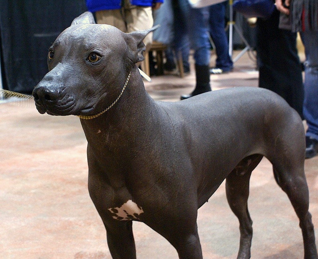 Xoloitzcuintle (Mexican Hairless Dog): Razza - Descrizione - Carattere ...