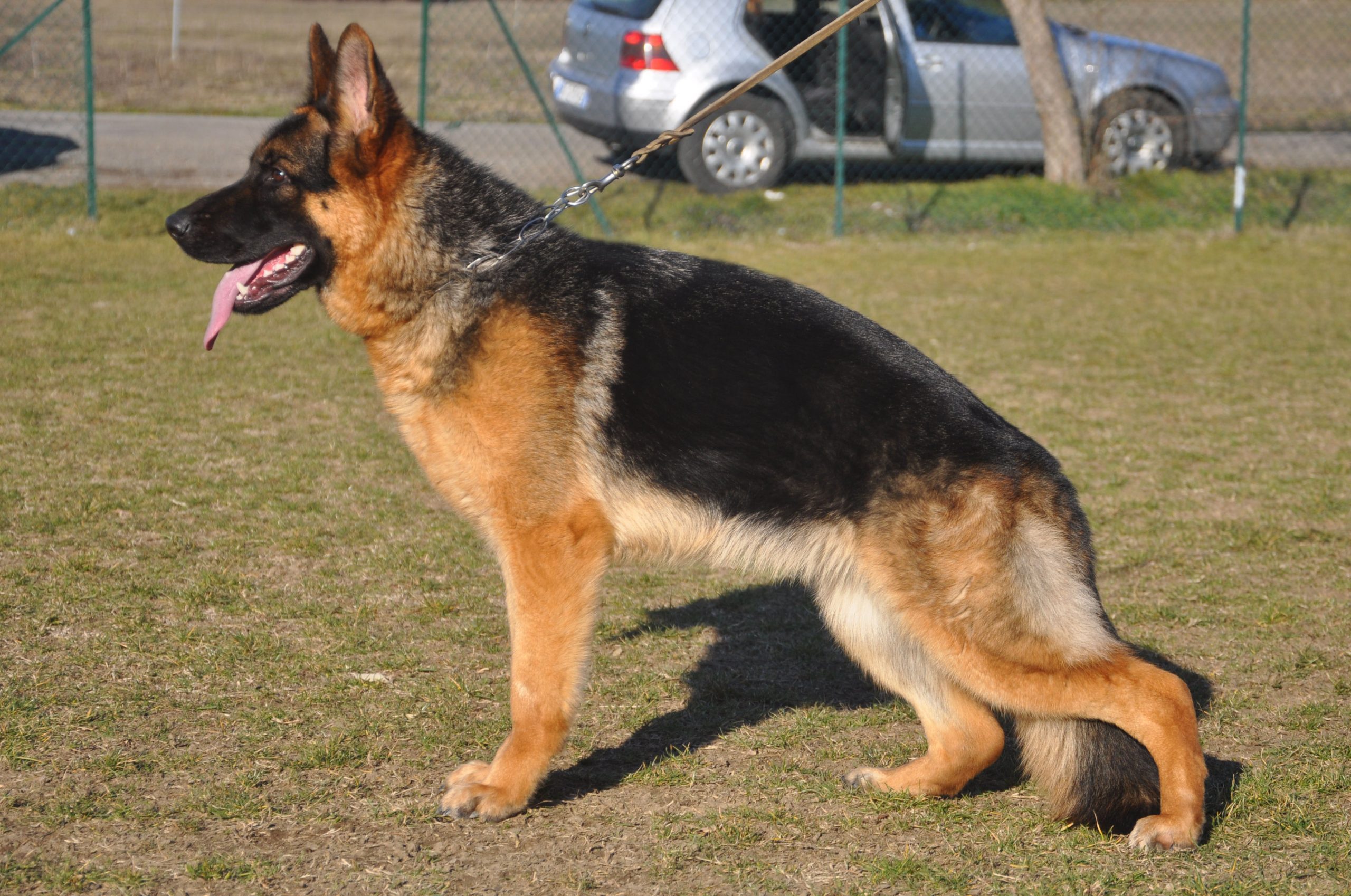 Pastore Tedesco: Razza - Descrizione - Carattere - Cuccioli - Foto - Prezzo