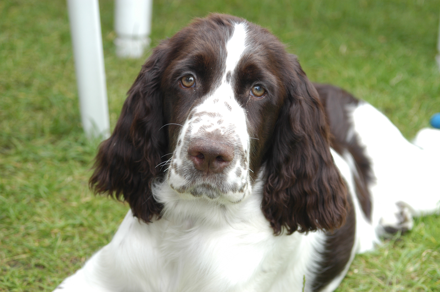 Springer Spaniel: Razza - Descrizione - Carattere - Cuccioli - Foto ...