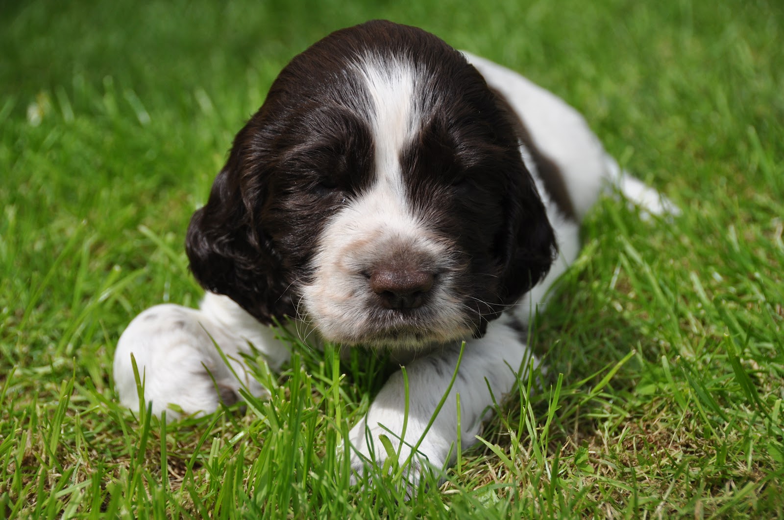 Springer Spaniel: Razza - Descrizione - Carattere - Cuccioli - Foto ...