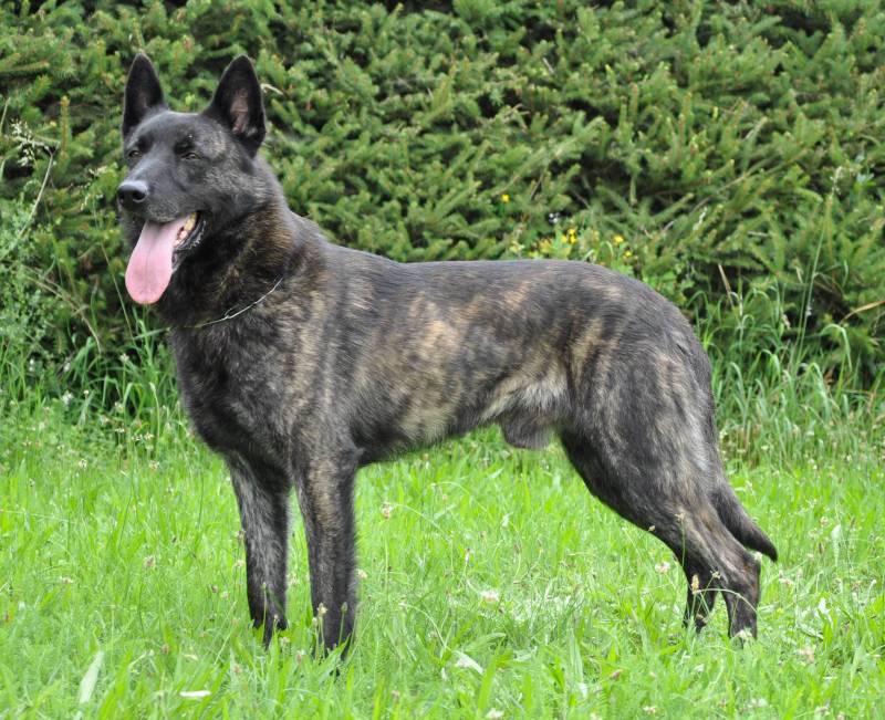 Pastore Italiano: Razza - Descrizione - Carattere - Cuccioli - Foto ...