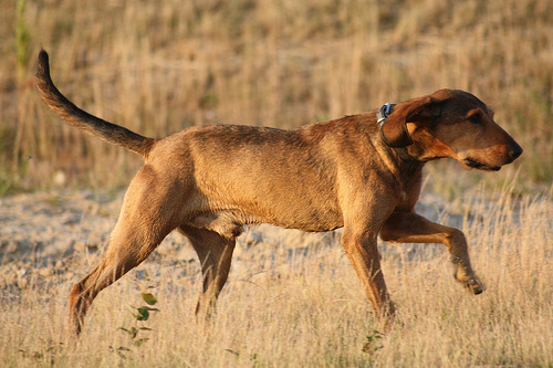 Segugio Italiano Pelo Raso: Razza - Descrizione - Carattere - Cuccioli ...