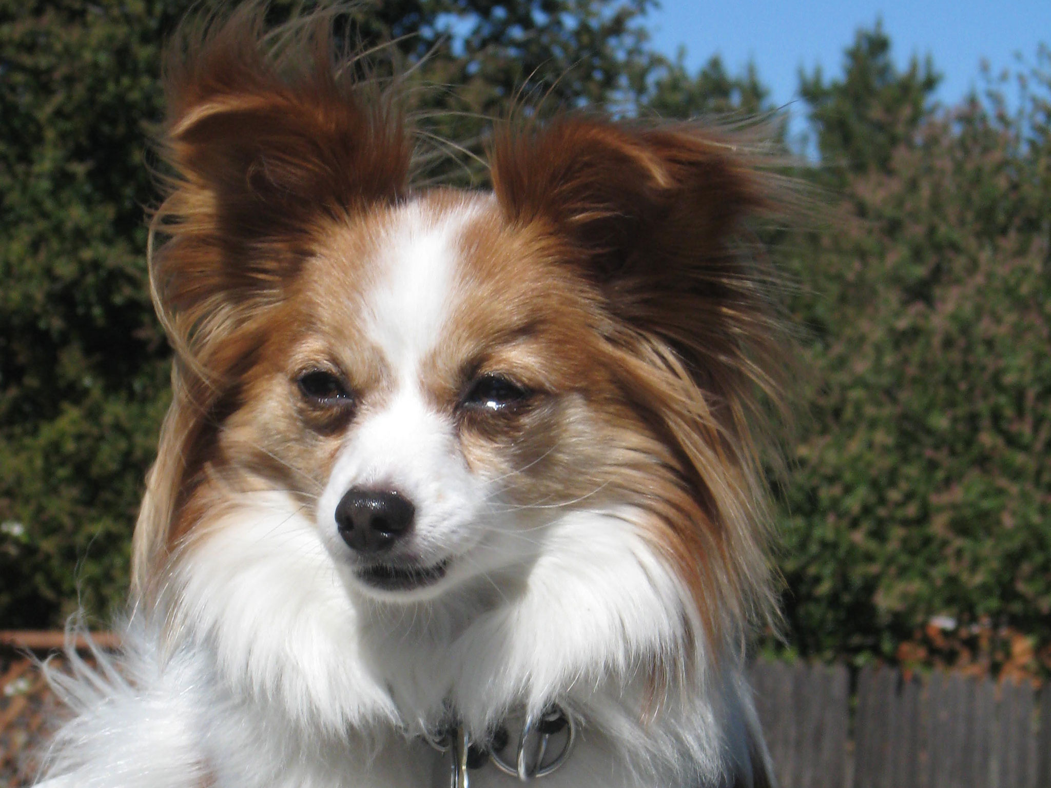 Papillon: Razza - Descrizione - Carattere - Cuccioli - Foto - Prezzo