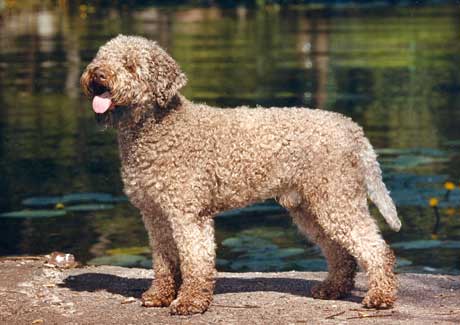 Lagotto: Razza - Descrizione - Carattere - Cuccioli - Foto - Prezzo