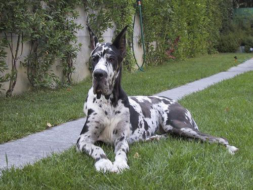 Alano Arlecchino: Razza - Descrizione - Carattere - Cuccioli - Foto ...