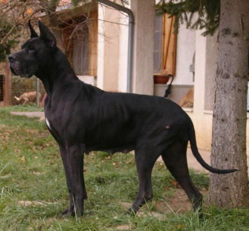 CANI.COM – Il portale dei Cani e il Magazine Cinofilo più completo