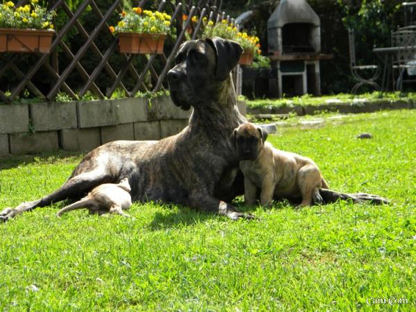Alano Tigrato: Razza - Descrizione - Carattere - Cuccioli - Foto - Prezzo