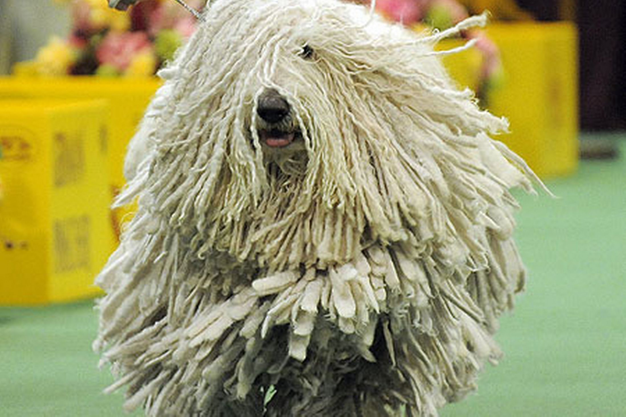 Komondor: Razza - Descrizione - Carattere - Cuccioli - Foto - Prezzo