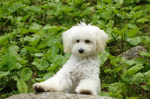 Barbone: Razza - Descrizione - Carattere - Cuccioli - Foto - Prezzo