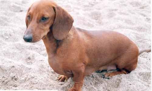 Bassotto Standard a Pelo Liscio: Razza - Descrizione - Carattere ...