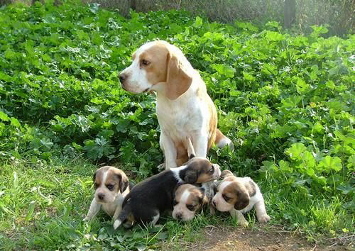 Beagle: Razza - Descrizione - Carattere - Cuccioli - Foto - Prezzo