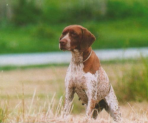 Bracco Francese Pyrenees: Razza - Descrizione - Carattere - Cuccioli ...