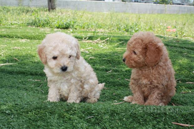 Barbone Toy: Razza - Descrizione - Carattere - Cuccioli - Foto - Prezzo