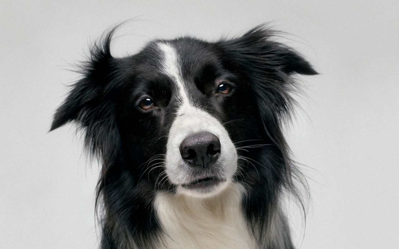 Border Collie: Razza - Descrizione - Carattere - Cuccioli - Foto - Prezzo