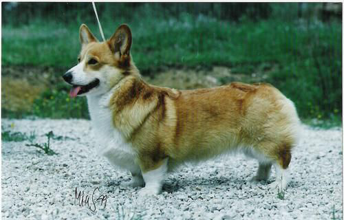 Corgi Gallese: Razza - Descrizione - Carattere - Cuccioli - Foto - Prezzo