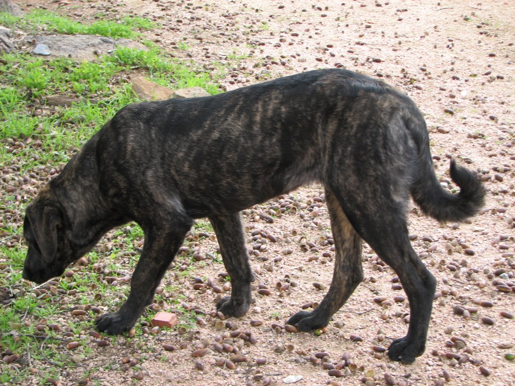 Cao de Castro Laboreiro: Razza - Descrizione - Carattere - Cuccioli ...