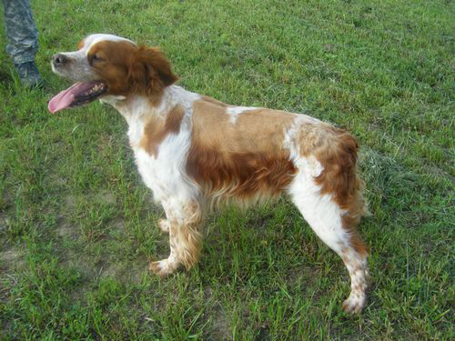 Epagneul Breton: Razza - Descrizione - Carattere - Cuccioli - Foto - Prezzo