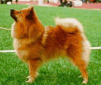 Grande Spitz (Grande Volpino): Razza - Descrizione - Carattere ...