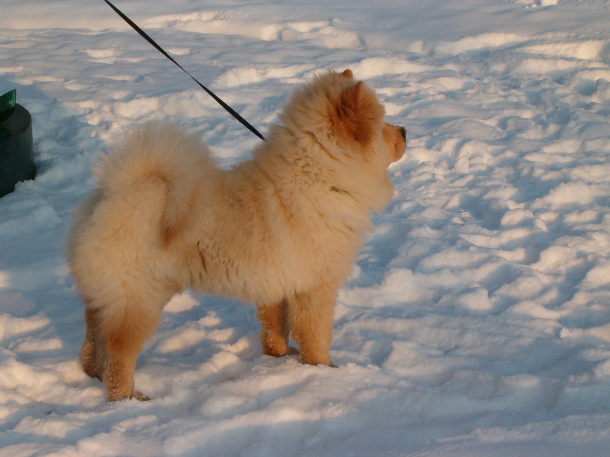 Grande Spitz (Grande Volpino): Razza - Descrizione - Carattere ...