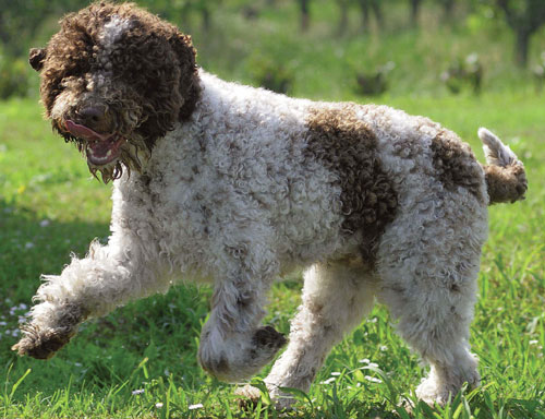 Lagotto: Razza - Descrizione - Carattere - Cuccioli - Foto - Prezzo