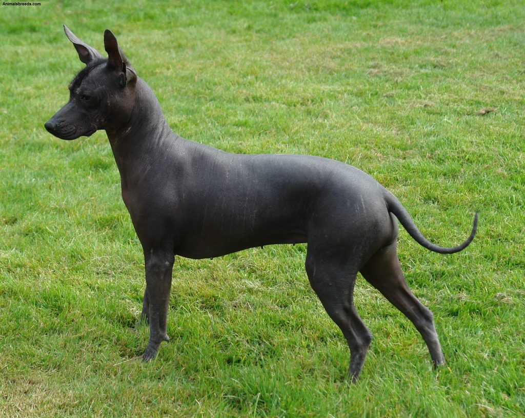 Xoloitzcuintle (Mexican Hairless Dog): Razza - Descrizione - Carattere ...