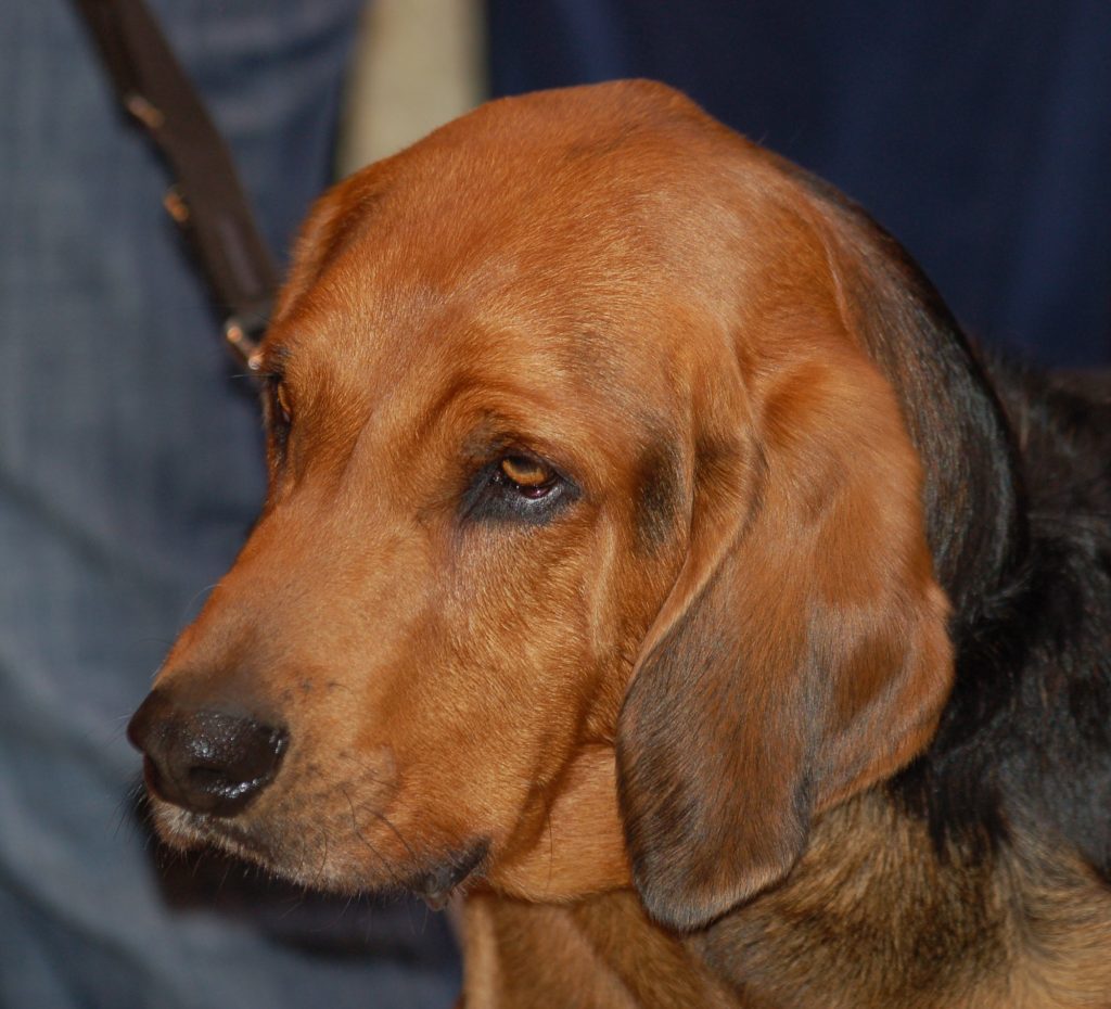 Segugio del Giura Tipo Bruno: Razza - Descrizione - Carattere ...