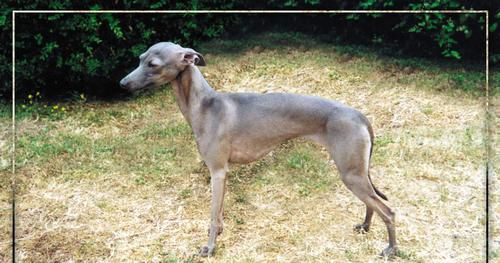 Piccolo levriero italiano: Razza - Descrizione - Carattere - Cuccioli ...