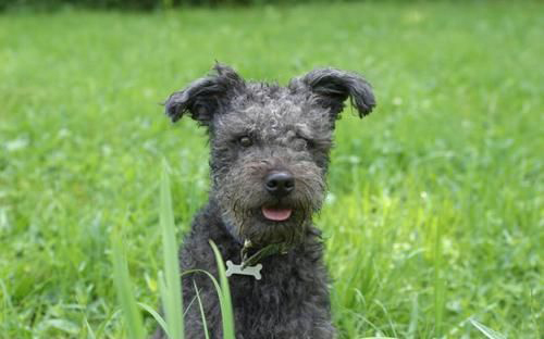 Pumi: Razza - Descrizione - Carattere - Cuccioli - Foto - Prezzo