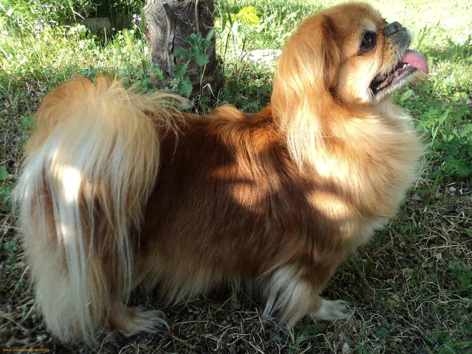 Pechinese: Razza - Descrizione - Carattere - Cuccioli - Foto - Prezzo