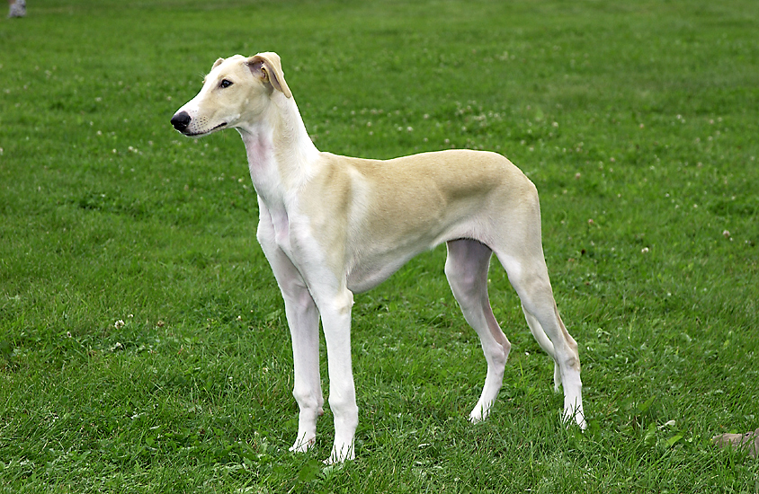 Chart Polski (Levriero Polacco): Razza - Descrizione - Carattere ...