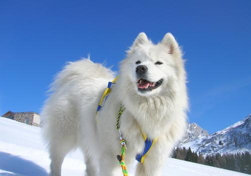 Samoiedo: Razza - Descrizione - Carattere - Cuccioli - Foto - Prezzo