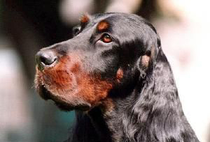 Setter Gordon: Razza - Descrizione - Carattere - Cuccioli - Foto - Prezzo