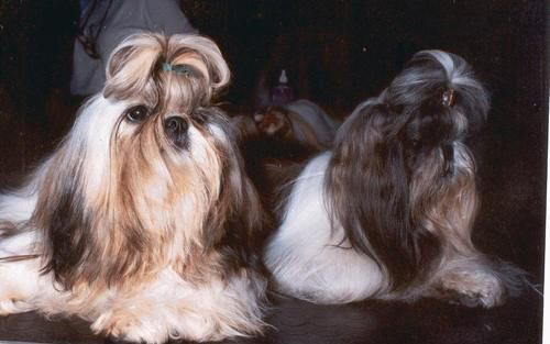 Shih-Tzu: Razza - Descrizione - Carattere - Cuccioli - Foto - Prezzo