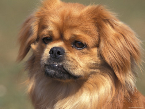 Tibetan Spaniel: Razza - Descrizione - Carattere - Cuccioli - Foto - Prezzo