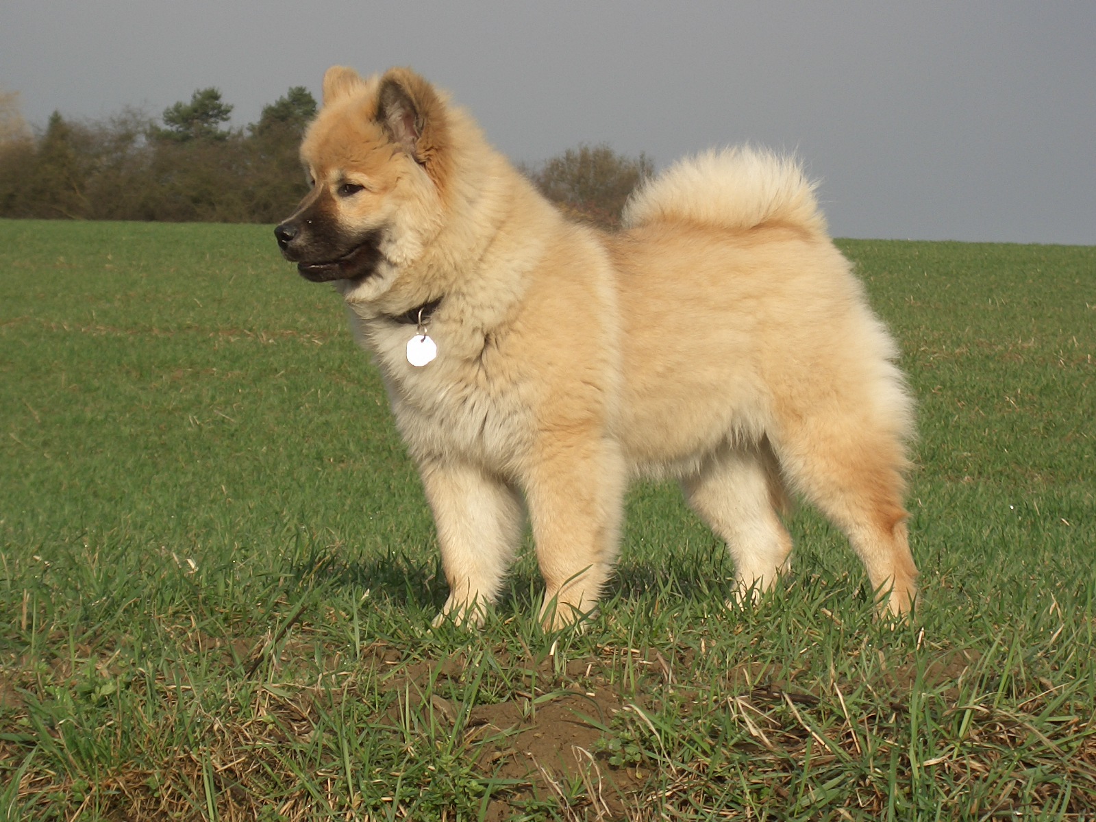 Eurasier: Razza - Descrizione - Carattere - Cuccioli - Foto - Prezzo