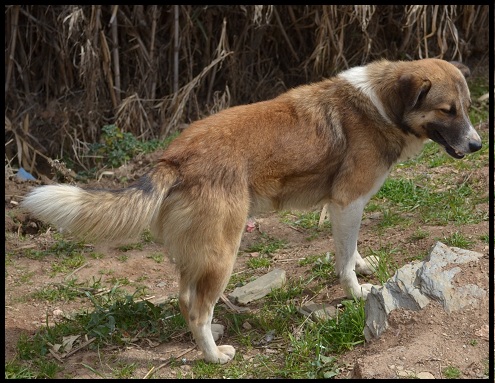 Aidi: Razza - Descrizione - Carattere - Cuccioli - Foto - Prezzo