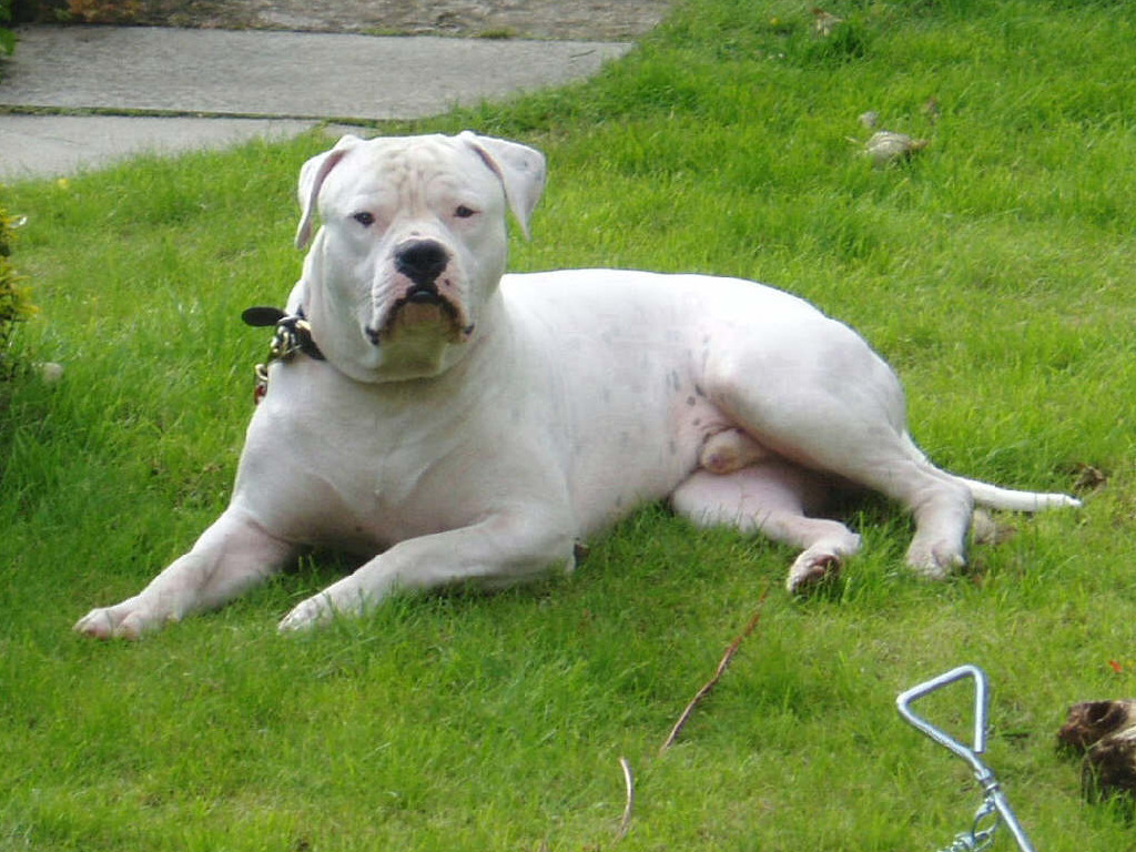 Bulldog Americano: Razza - Descrizione - Carattere - Cuccioli - Foto ...