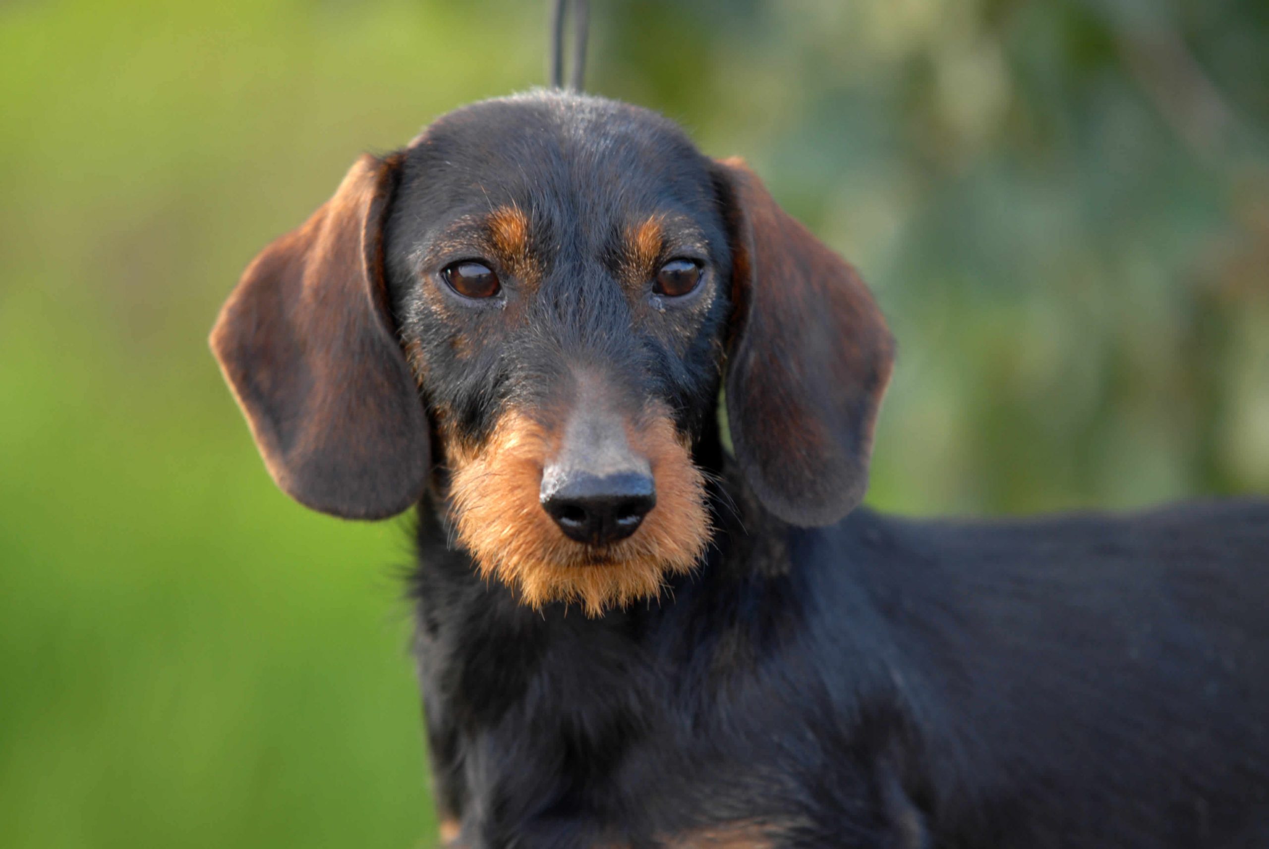 Bassotto Standard a Pelo Duro: Razza - Descrizione - Carattere ...