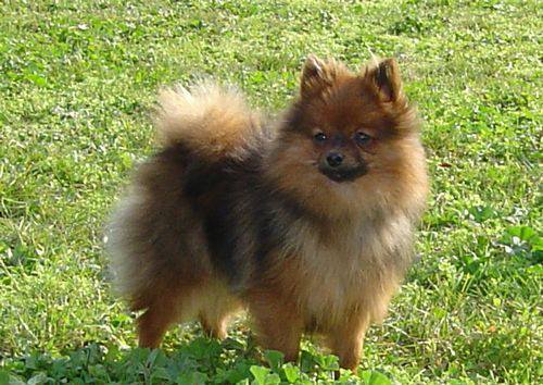 Piccolo Spitz: Razza - Descrizione - Carattere - Cuccioli - Foto - Prezzo
