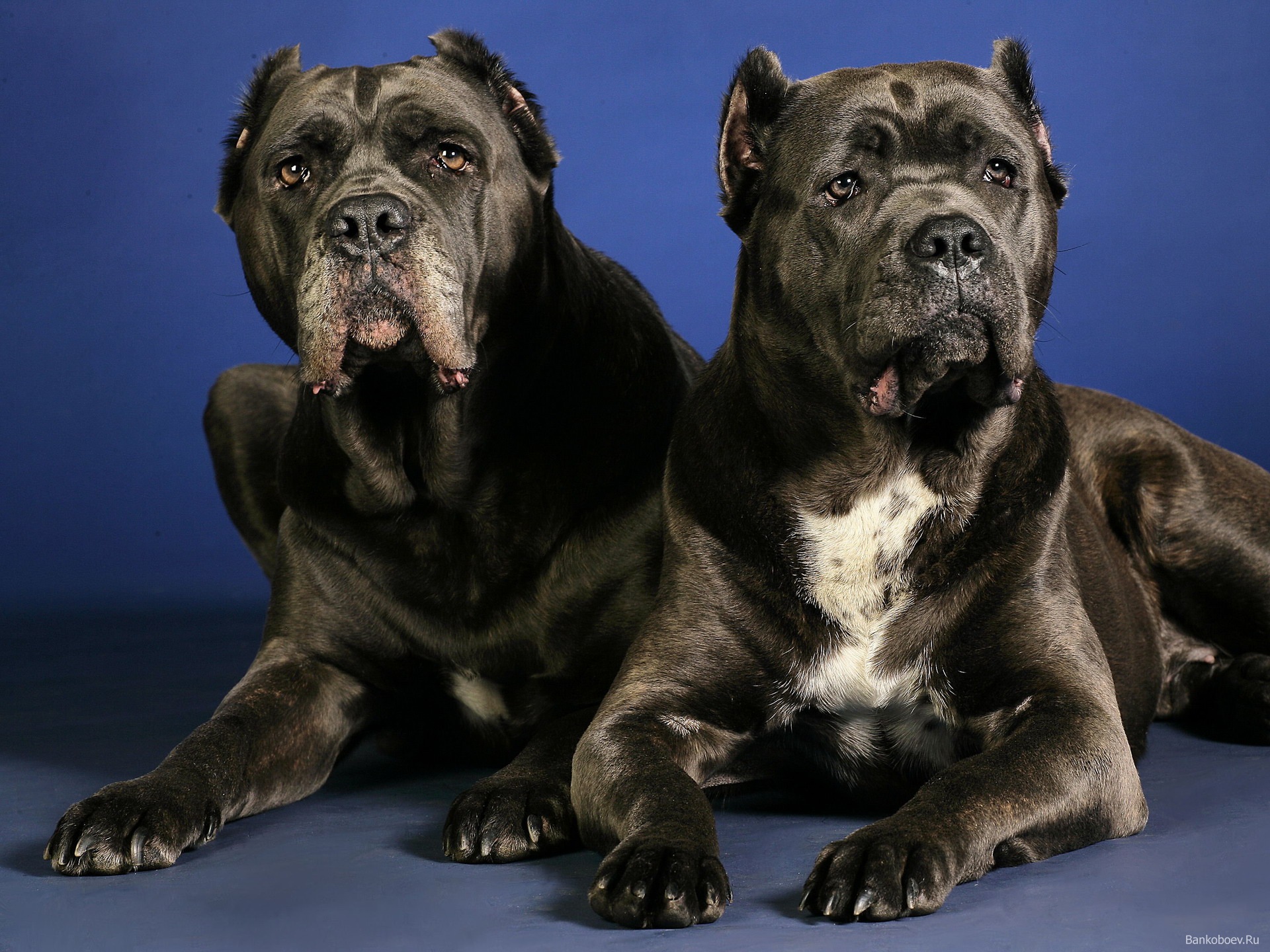 Cane Corso: Razza - Descrizione - Carattere - Cuccioli - Foto - Prezzo