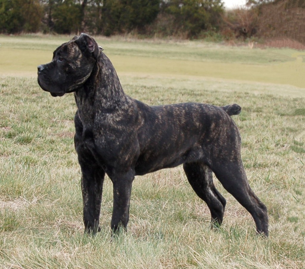 Cane Corso: Razza - Descrizione - Carattere - Cuccioli - Foto - Prezzo