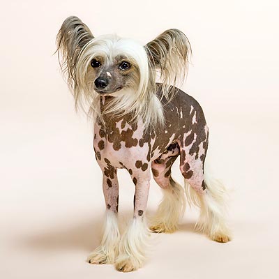 Cane Cinese dal Ciuffo: Razza - Descrizione - Carattere - Cuccioli ...