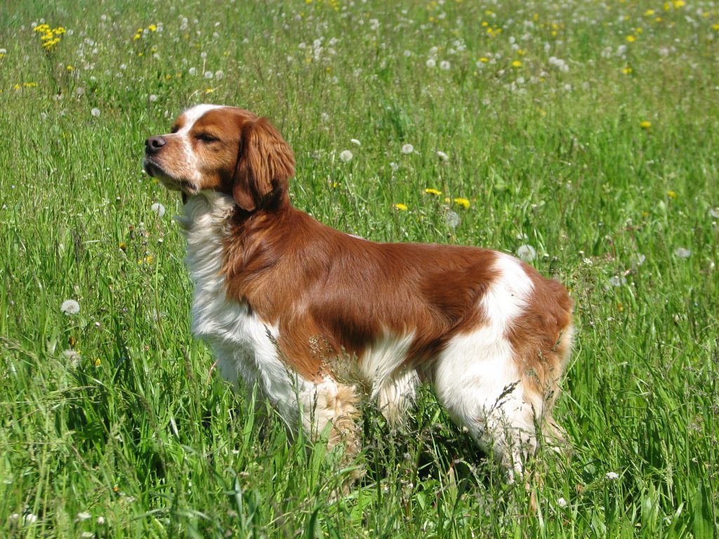 Epagneul Breton: Razza - Descrizione - Carattere - Cuccioli - Foto - Prezzo