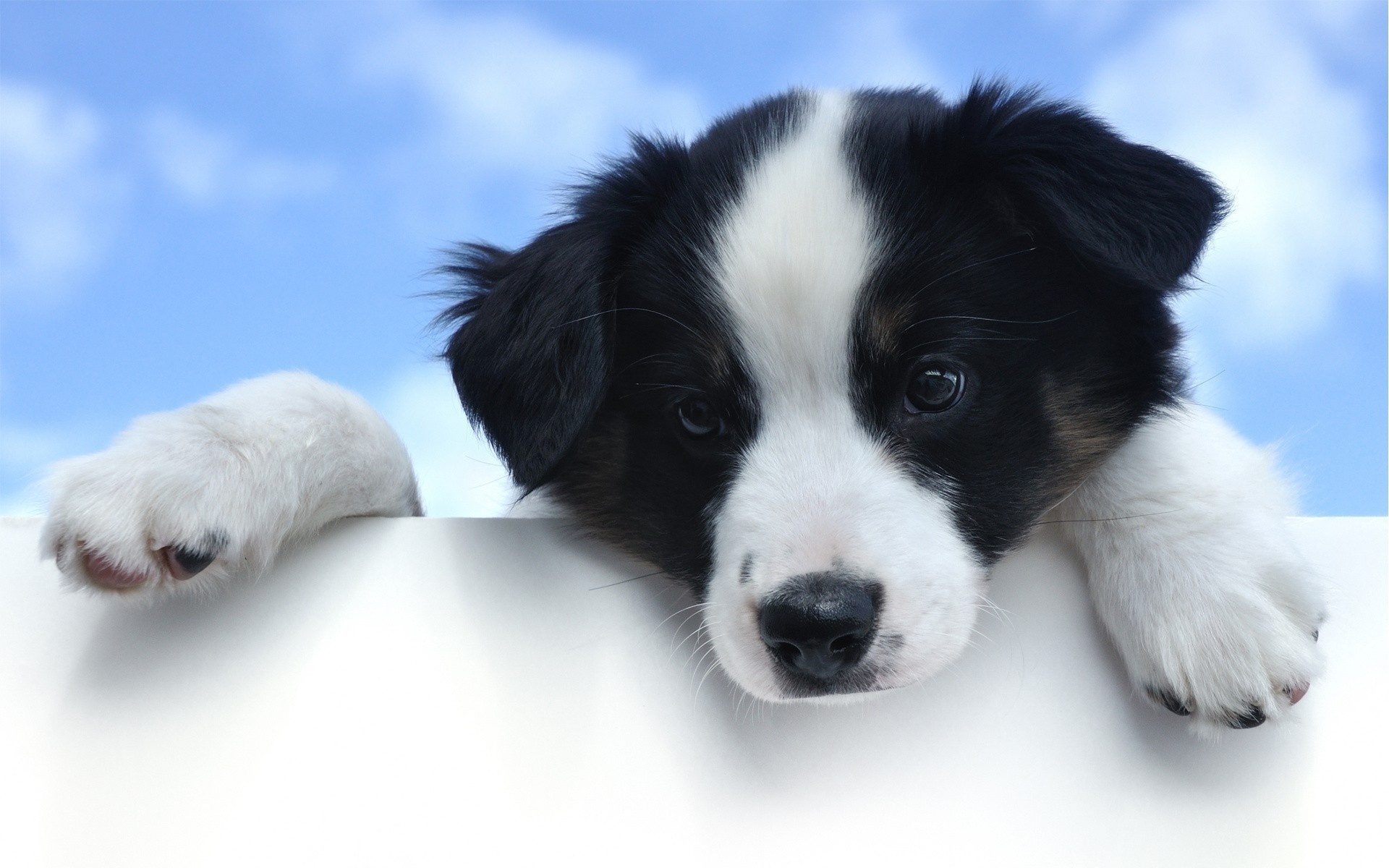 Border Collie: Razza - Descrizione - Carattere - Cuccioli - Foto - Prezzo