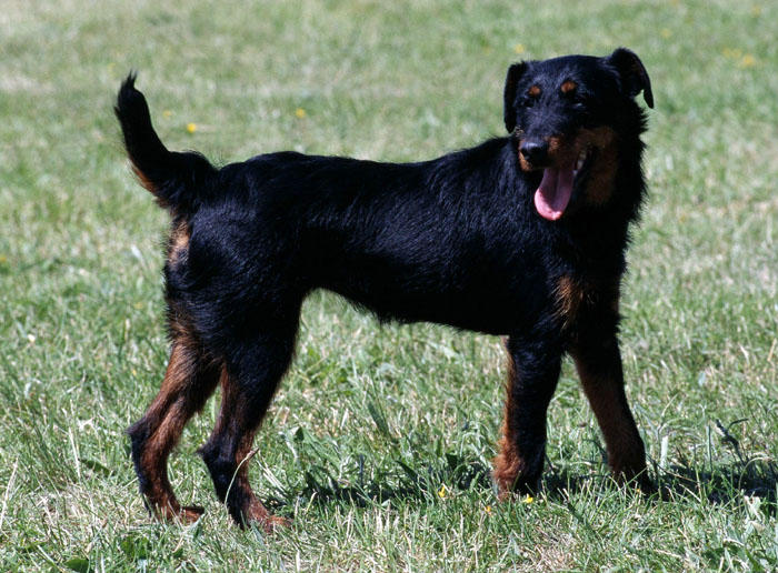 Deutscher Jagd Terrier: Razza - Descrizione - Carattere - Cuccioli ...