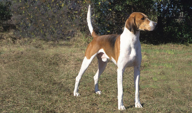 Trigg Hound: Razza - Descrizione - Carattere - Cuccioli - Foto - Prezzo