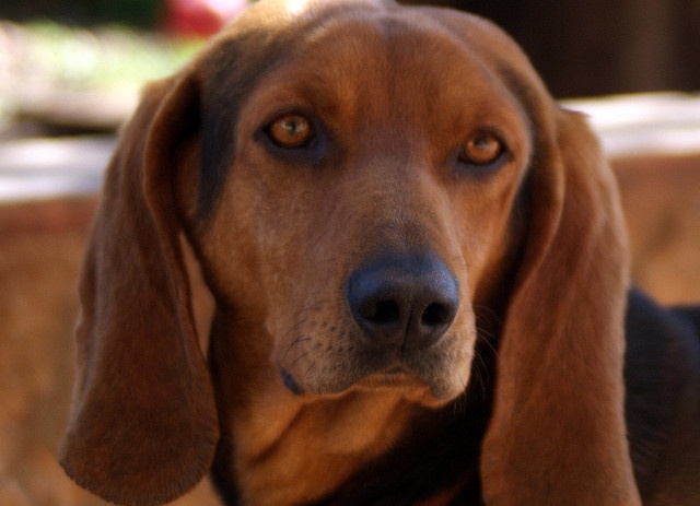 Segugio Italiano Pelo Raso: Razza - Descrizione - Carattere - Cuccioli ...