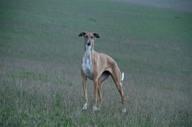 Chart Polski (Levriero Polacco): Razza - Descrizione - Carattere ...